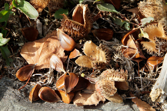 Bucheckern-Bilder: Stock-Fotos & -Videos. | Adobe Stock