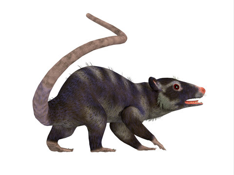 รูปภาพPurgatorius – เลือกดูภาพถ่ายสต็อก เวกเตอร์ และวิดีโอ14 | Adobe Stock