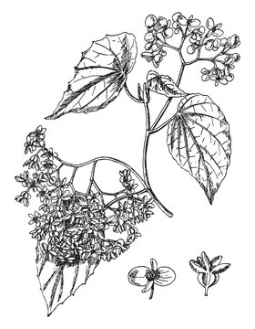 Begonia Leaves Drawing