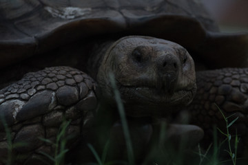 Turtle In Ecuador stock photos and royalty-free images, vectors and ...