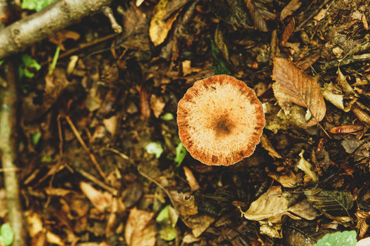 รูปภาพConocybe – เลือกดูภาพถ่ายสต็อก เวกเตอร์ และวิดีโอ114 | Adobe Stock