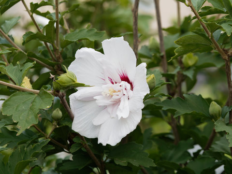 Tiges Images – Browse 55 Stock Photos, Vectors, and Video | Adobe Stock