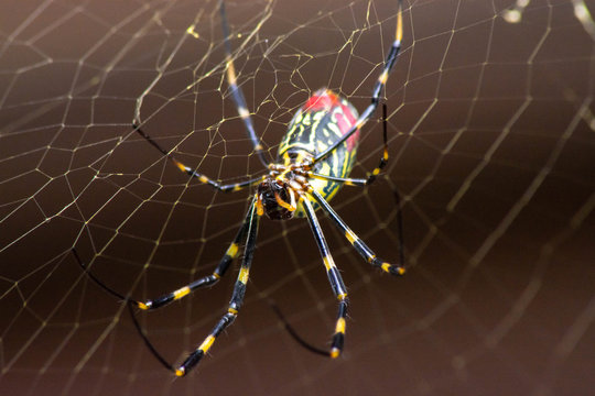 รูปภาพGaebul – เลือกดูภาพถ่ายสต็อก เวกเตอร์ และวิดีโอ748 | Adobe Stock