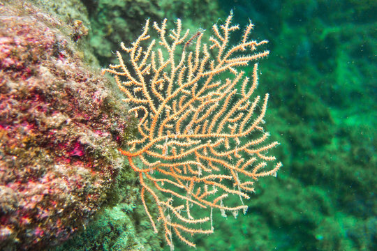 Gorgonia Images – Browse 1,487 Stock Photos, Vectors, and Video | Adobe ...