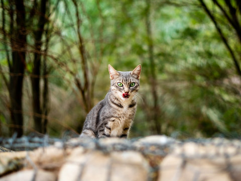 รูปภาพGato-Bravo – เลือกดูภาพถ่ายสต็อก เวกเตอร์ และวิดีโอ97 | Adobe Stock