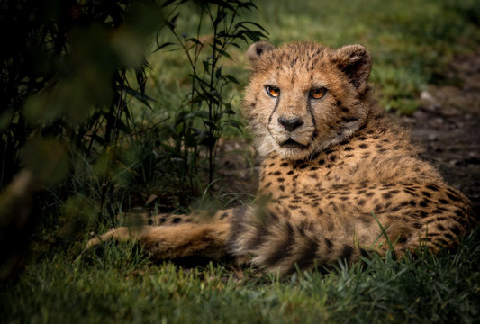 รูปภาพGeparden – เลือกดูภาพถ่ายสต็อก เวกเตอร์ และวิดีโอ520 | Adobe Stock