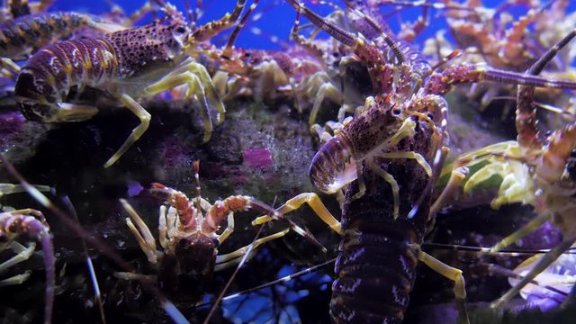 Kreef Bilder – Durchsuchen 26 Archivfotos, Vektorgrafiken und Videos ...