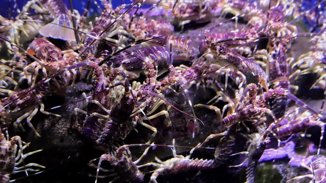 Kreef Bilder – Durchsuchen 26 Archivfotos, Vektorgrafiken und Videos ...