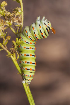 Osmeterium Images – Browse 57 Stock Photos, Vectors, and Video | Adobe ...