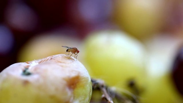 "Fruit Fly" Images – Browse 4,584 Stock Photos, Vectors, and Video ...