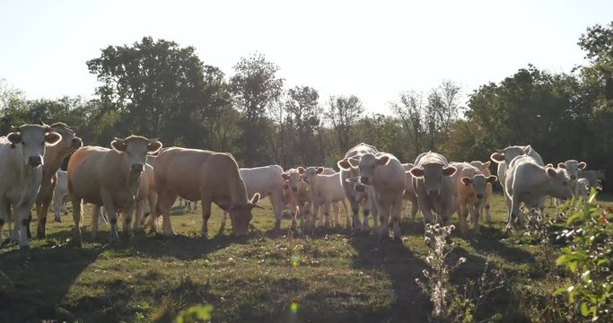 Bouvillon bilder – Bläddra bland 30 stockfoton, vektorer och videor ...
