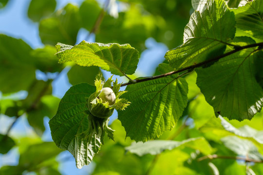 Haselnussblatt Bilder – Durchsuchen 1,240 Archivfotos, Vektorgrafiken ...
