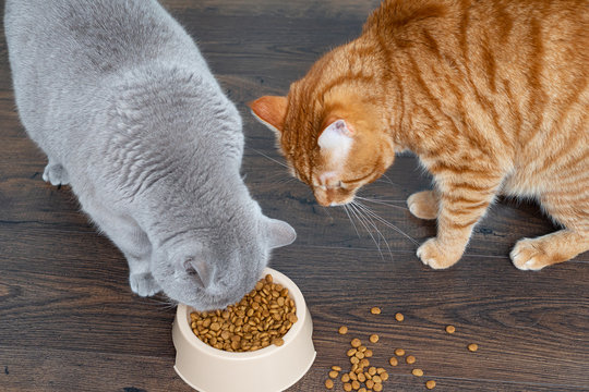 รูปภาพMei-Kun – เลือกดูภาพถ่ายสต็อก เวกเตอร์ และวิดีโอ72 | Adobe Stock