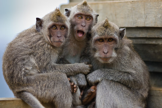Imagens de Macaques – Explore Fotografias do Stock, Vetores e Vídeos de ...