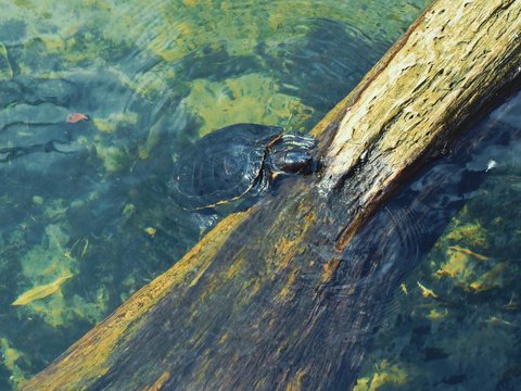 Natatorial Bilder – Durchsuchen 1,614 Archivfotos, Vektorgrafiken und ...