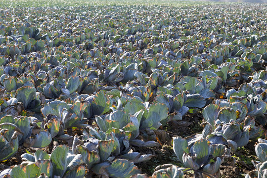 รูปภาพKohlfeld – เลือกดูภาพถ่ายสต็อก เวกเตอร์ และวิดีโอ387 | Adobe Stock