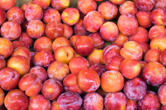 "Plum Background" Images – Browse 249 Stock Photos, Vectors, and Video | Adobe Stock