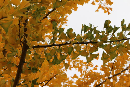 Ginkgoopsida Images – Browse 62 Stock Photos, Vectors, and Video ...