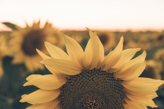 Sunflowers Tumblr Header