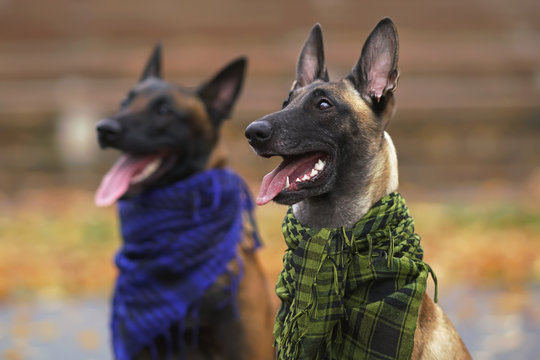 Shemagh bilder – Bläddra bland 15,173 stockfoton, vektorer och videor ...