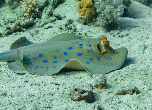 รูปภาพStachelrochen – เลือกดูภาพถ่ายสต็อก เวกเตอร์ และวิดีโอ439 | Adobe ...