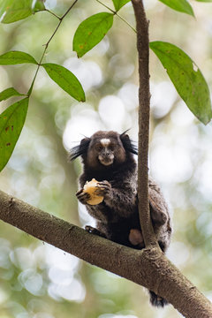 Zari Bilder – Durchsuchen 181 Archivfotos, Vektorgrafiken und Videos ...