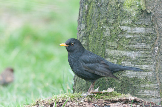 Solsort Images – Browse 51 Stock Photos, Vectors, and Video | Adobe Stock