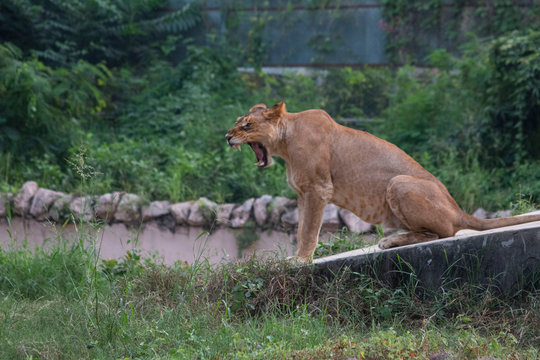 Obrázky Roaring – procházejte fotografie, vektory a videa 337,124 ...