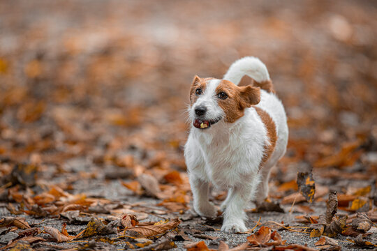 รูปภาพRussle – เลือกดูภาพถ่ายสต็อก เวกเตอร์ และวิดีโอ105 | Adobe Stock