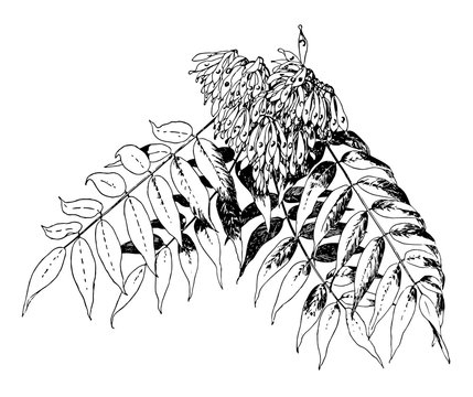 "Tree Of Heaven" Images – Browse 197 Stock Photos, Vectors, and Video ...