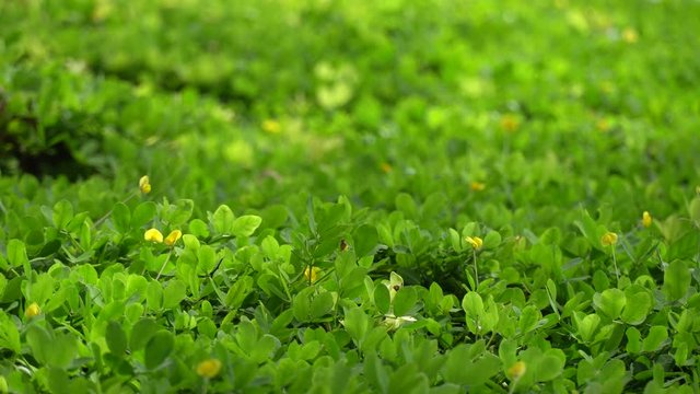 Pinto Images – Browse 20,433 Stock Photos, Vectors, and Video | Adobe Stock