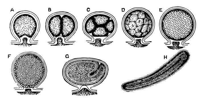 Planula-Bilder: Stock-Fotos & -Videos. | Adobe Stock