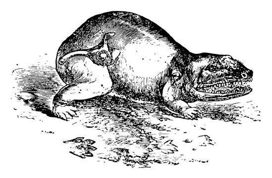 Imágenes de Labyrinthodontia: descubre bancos de fotos, ilustraciones ...