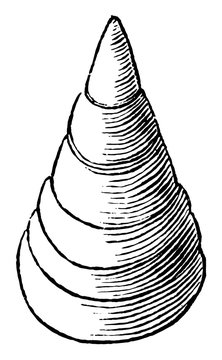 Lingula Images – Browse 95 Stock Photos, Vectors, and Video | Adobe Stock