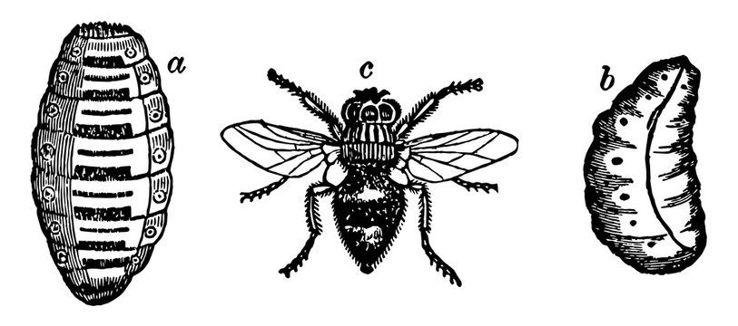 「Oestridae」の写真素材 | 35件の無料イラスト画像 | Adobe Stock