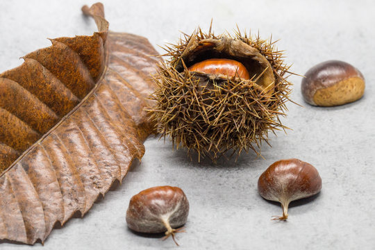 รูปภาพCapula – เลือกดูภาพถ่ายสต็อก เวกเตอร์ และวิดีโอ132 | Adobe Stock