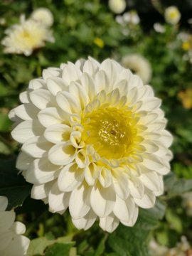 Delicadeza Images – Parcourir 1,640 le catalogue de photos, vecteurs et ...