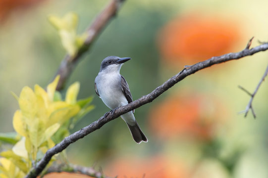 Imágenes de Pitirre: descubre bancos de fotos, ilustraciones, vectores ...