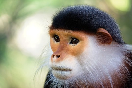 Douc Images – Parcourir 733 le catalogue de photos, vecteurs et vidéos ...