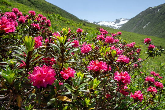 รูปภาพAlpenrosen – เลือกดูภาพถ่ายสต็อก เวกเตอร์ และวิดีโอ1,273 | Adobe ...