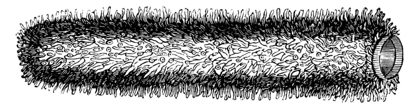 「Pyrosomida」の写真素材 | 12件の無料イラスト画像 | Adobe Stock