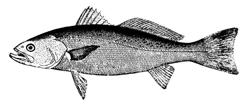 Weakfish Images – Browse 102 Stock Photos, Vectors, and Video | Adobe Stock