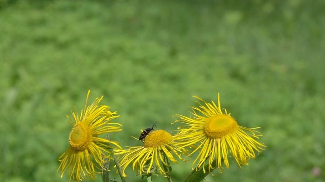 Meridianus Images – Browse 45 Stock Photos, Vectors, and Video | Adobe ...