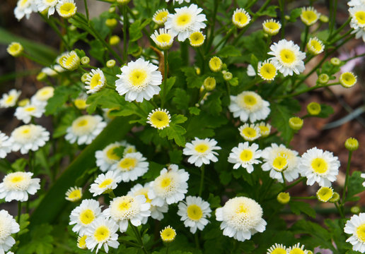 "Pyrethrum Parthenium" Images – Browse 159 Stock Photos, Vectors, and ...