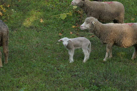 Agnelet Images – Browse 50 Stock Photos, Vectors, and Video | Adobe Stock