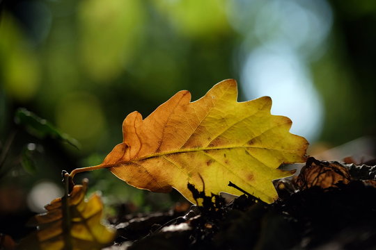 Eichenblatt bilder – Bläddra bland 2,043 stockfoton, vektorer och ...