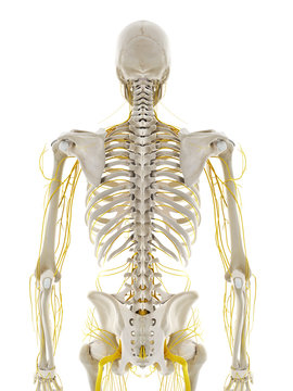 Spinalnerv Bilder – Durchsuchen 15,371 Archivfotos, Vektorgrafiken und ...