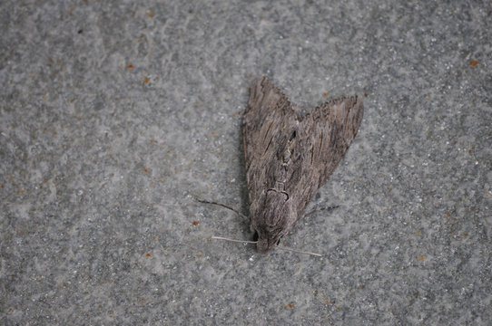 Euarthropoda Images – Parcourir 294 le catalogue de photos, vecteurs et ...