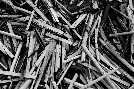 "Broken Reed" Images – Browse 100 Stock Photos, Vectors, and Video ...