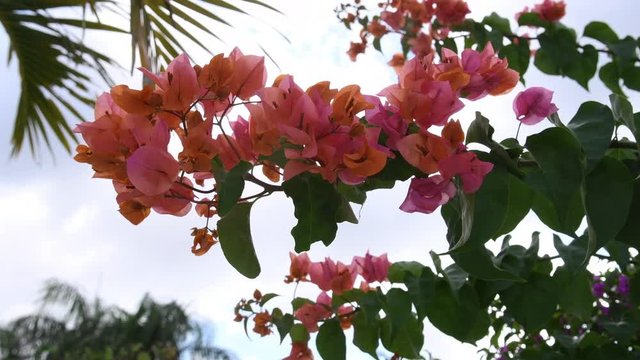 Moving Images Of Flowers